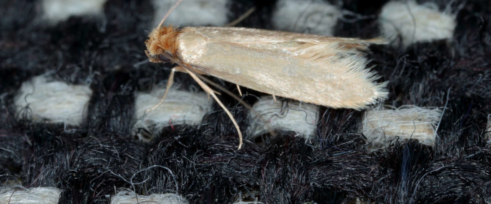 How to Effectively Use Pheromone Traps for Moth Infestations