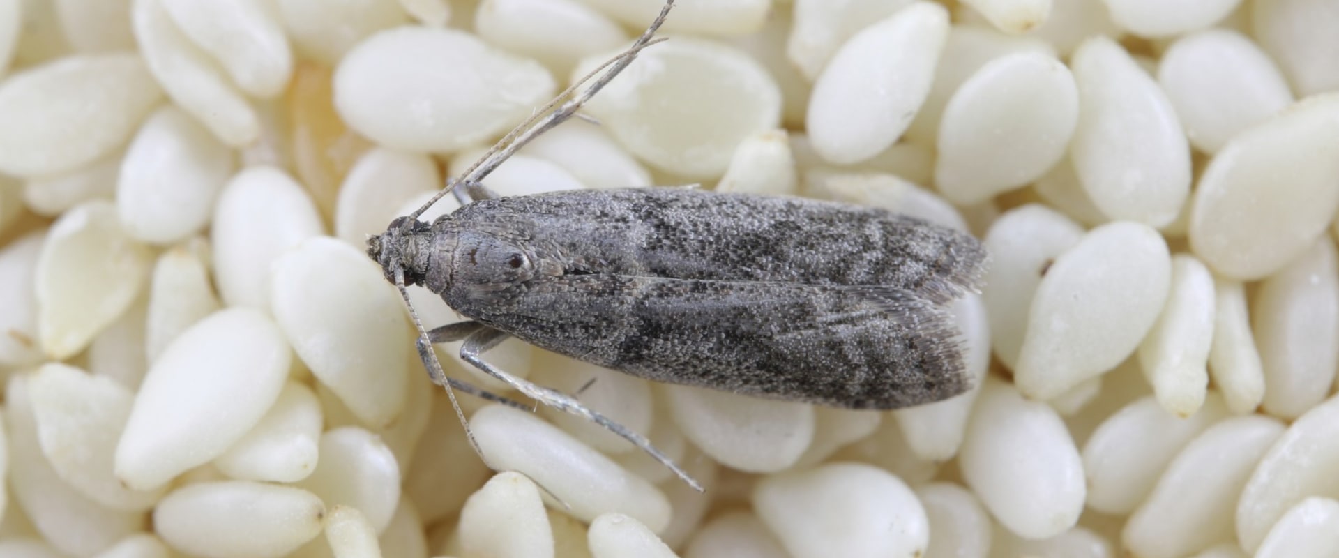 How Cedar Chips Can Help You Control Moth Infestations