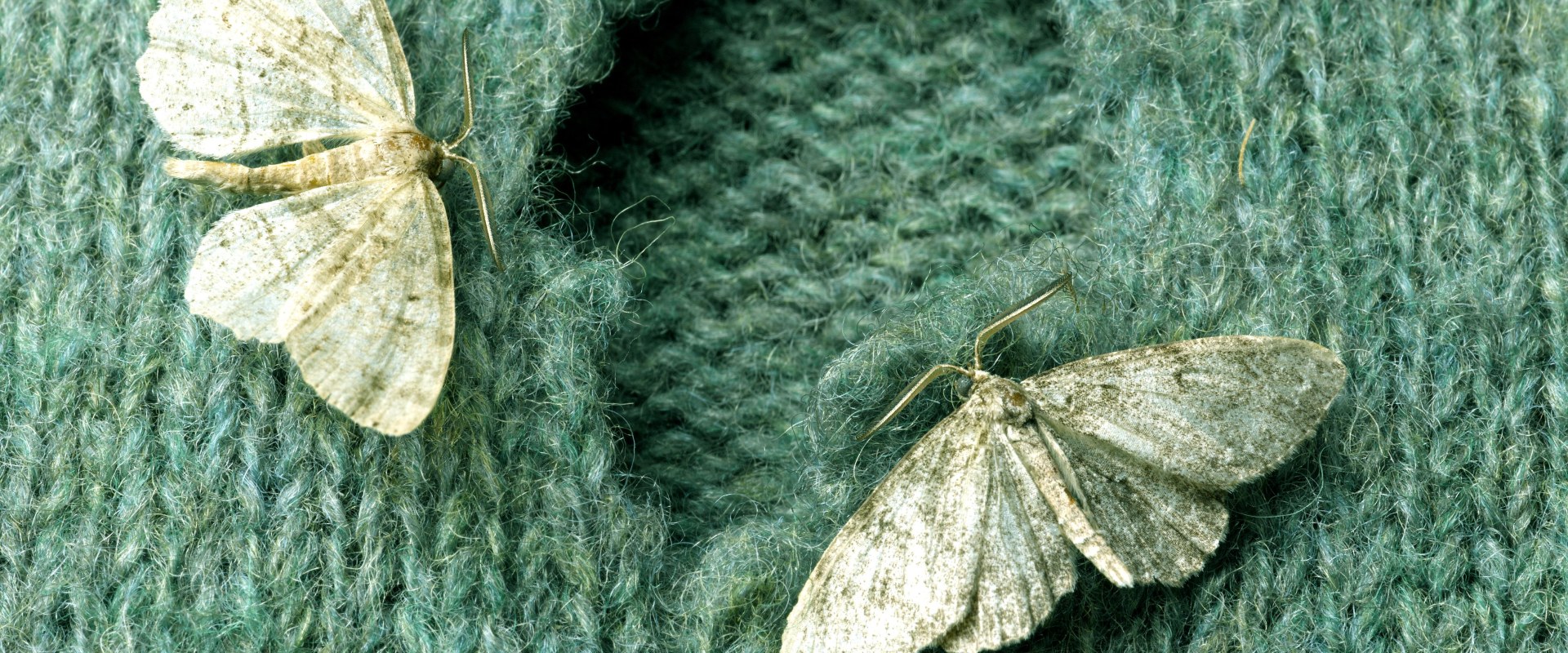 Understanding Heat Treatment for Moth Infestations