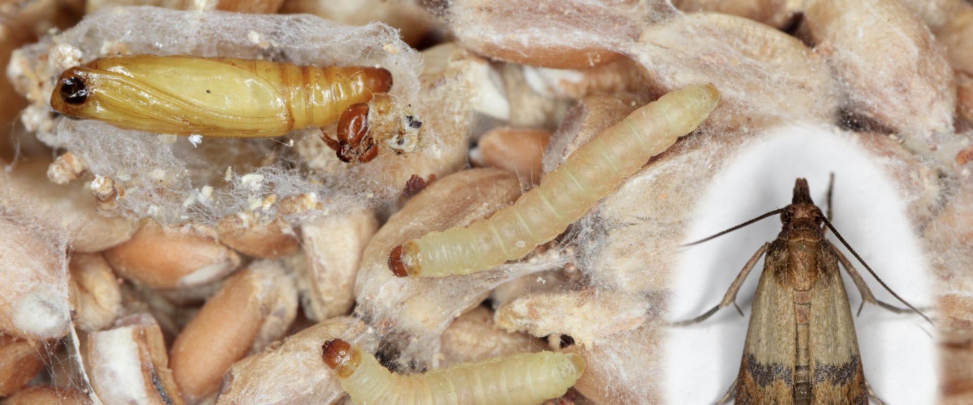 Moth Infestations: Causes, Treatment, and Prevention