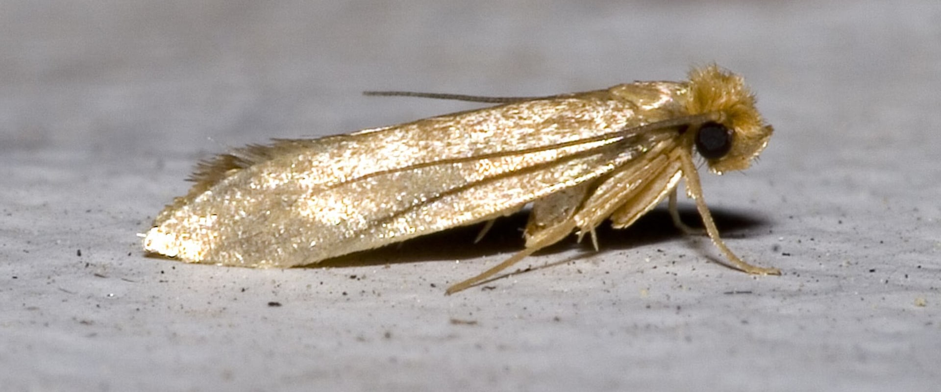 The Importance of Fumigation in Controlling Moth Infestations