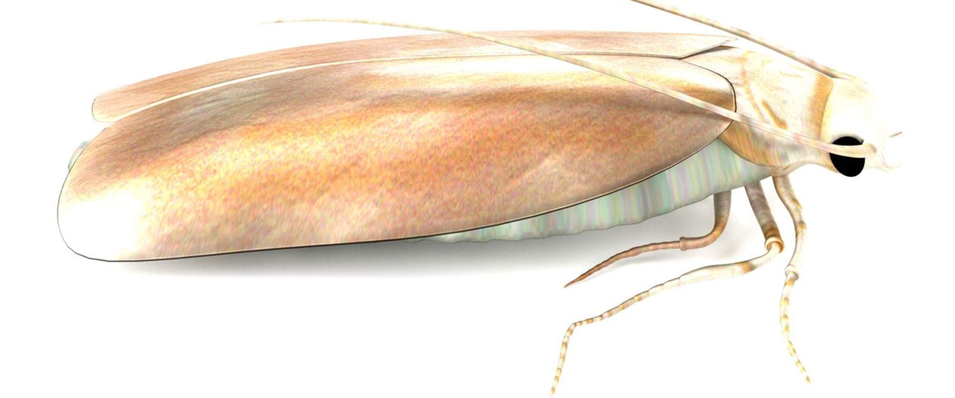 Freezing: The Ultimate Method for Moth Infestation Control