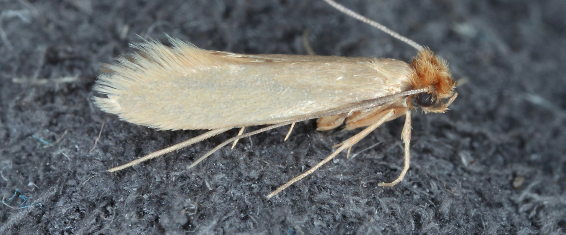 Heat Treatments for Moth Infestations